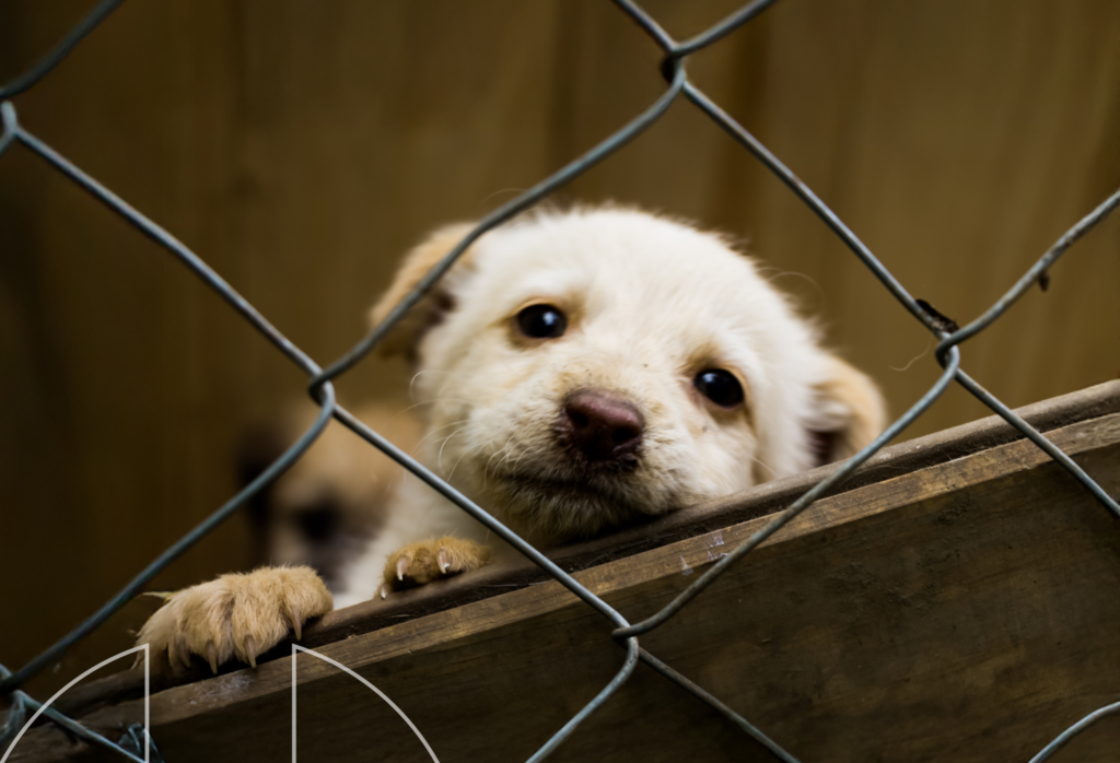 Summary of the donation drive for the Judyta Puppy Foundation | Gdański ...